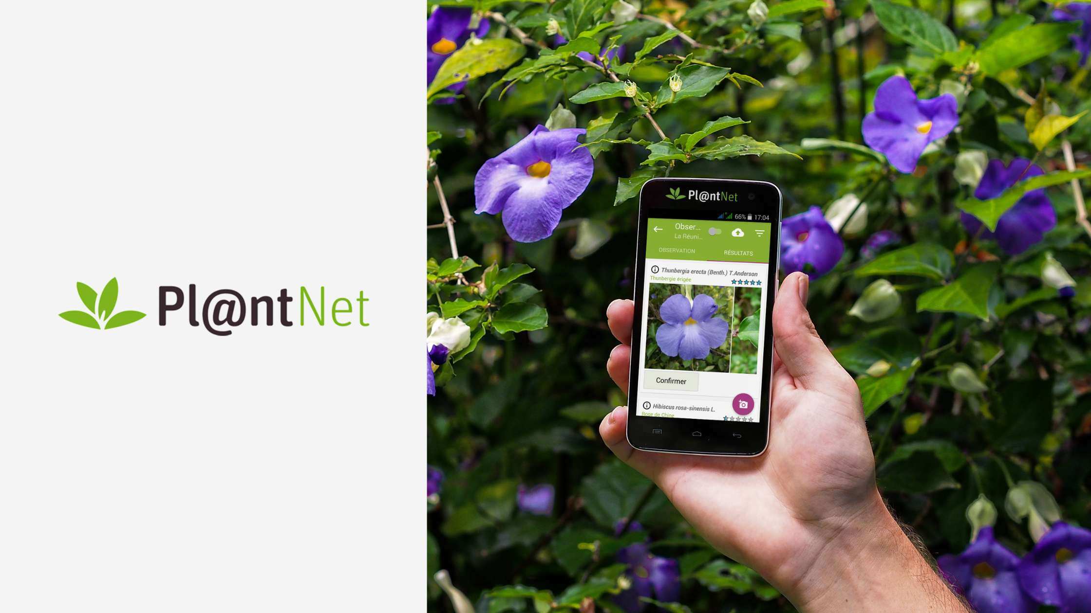 The Ultimate Guide to Plant Identification Apps for Every Gardener